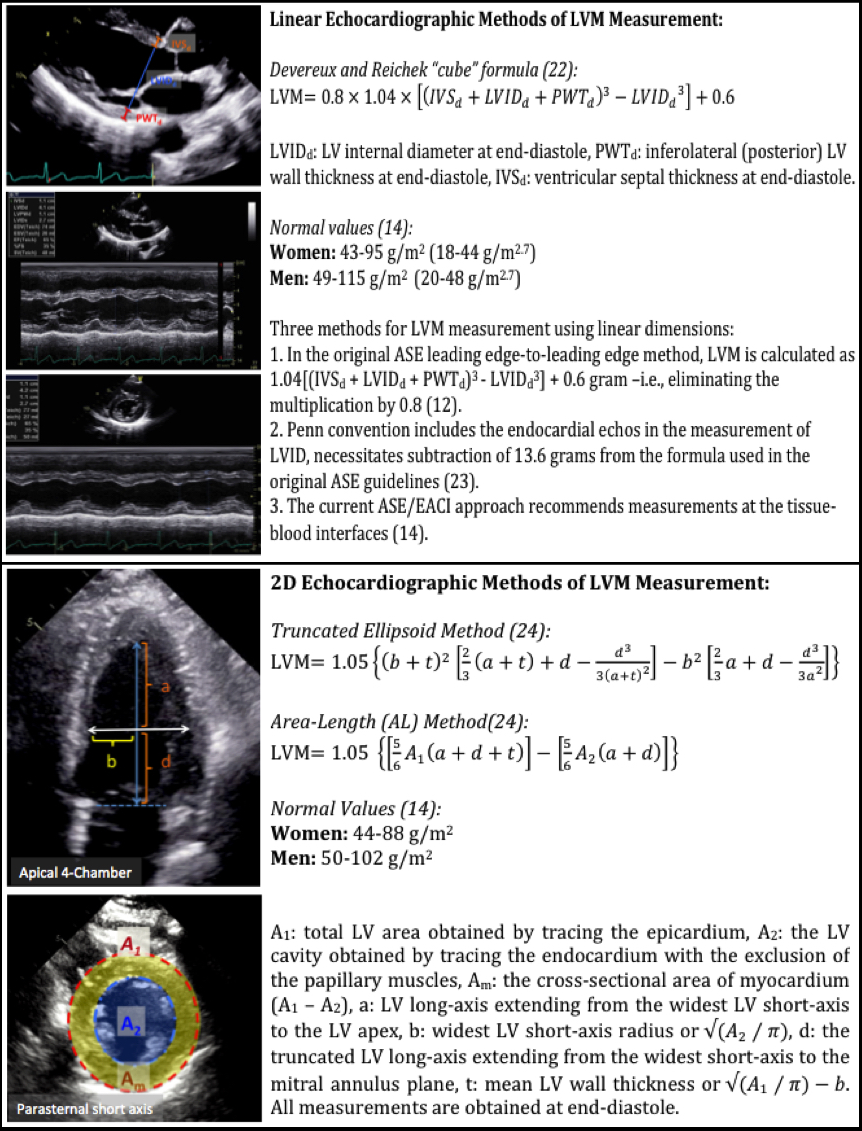 Cálculo da massa ventricular: Ecocardiografia define – EchoTalk